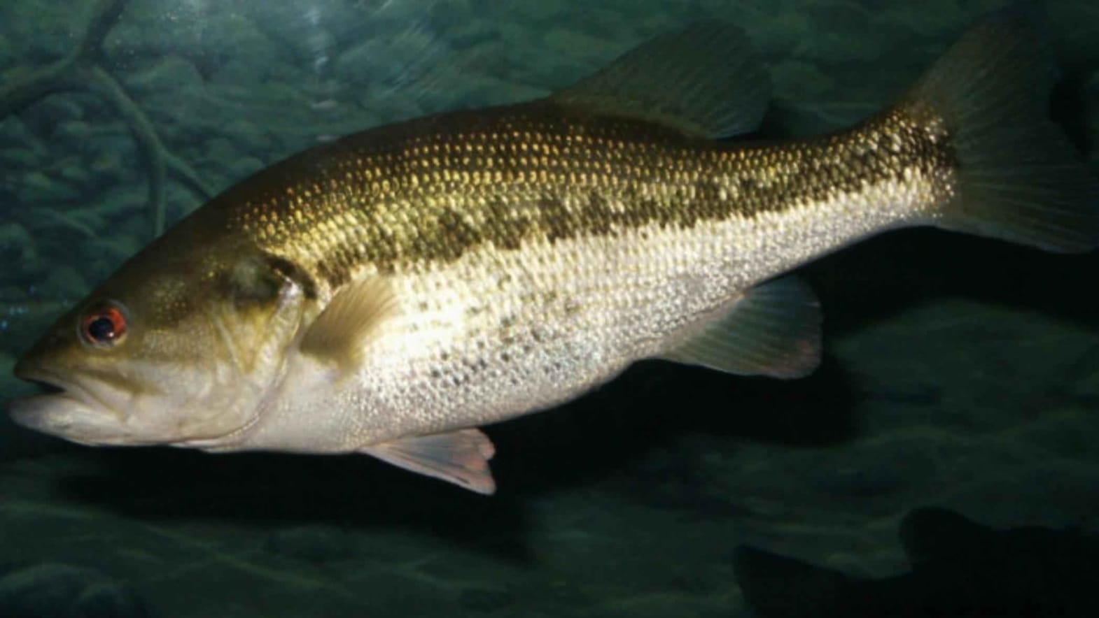 Cod Fishery Plummets to Least Valuable Year Since 1960s