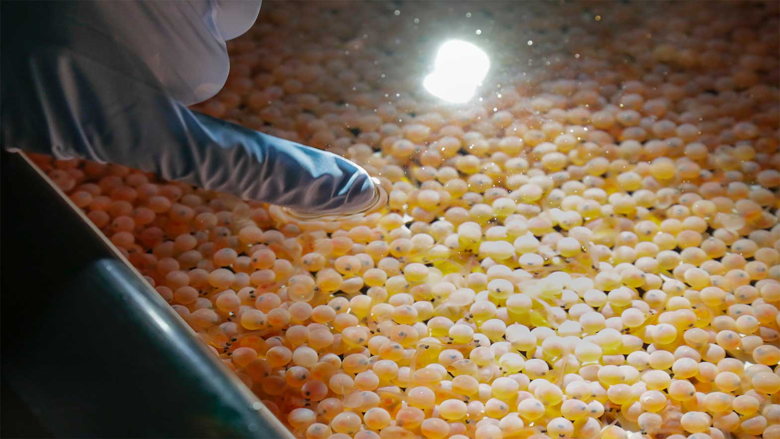 Would You Eat Genetically Modified Fish? Restaurants Could start Serving