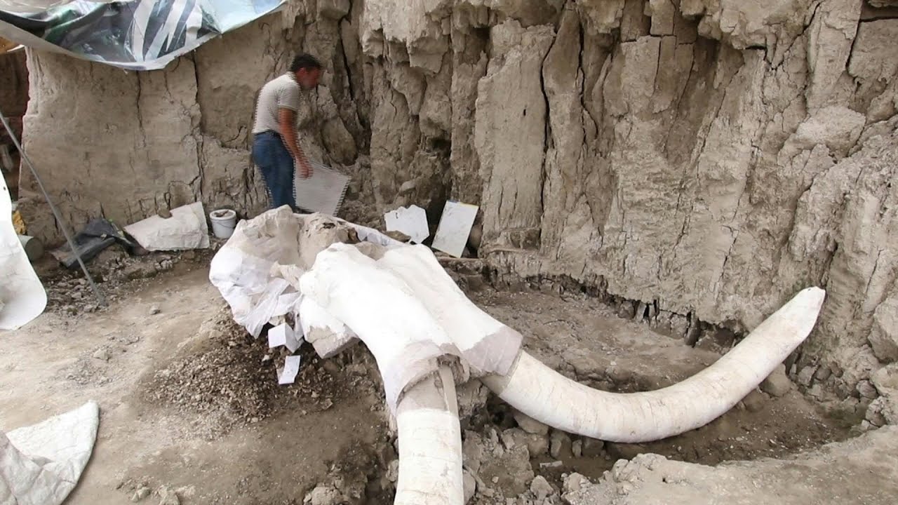 Huge Mammoth Skeletons Found in Mexico | 800 Bones