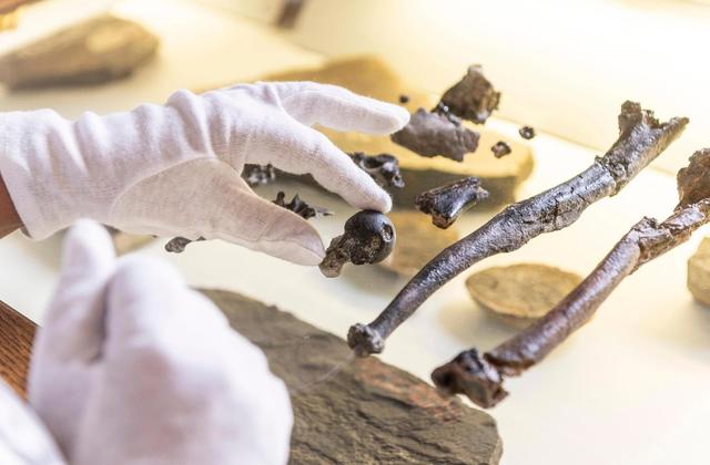 Scientists Find Oldest Example of Upright Ape in a Bavarian Clay Pit