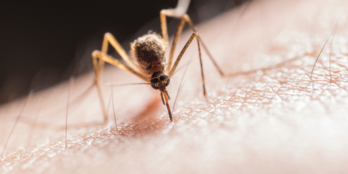 What is the parasite cleanse and how is it done? | What to Know