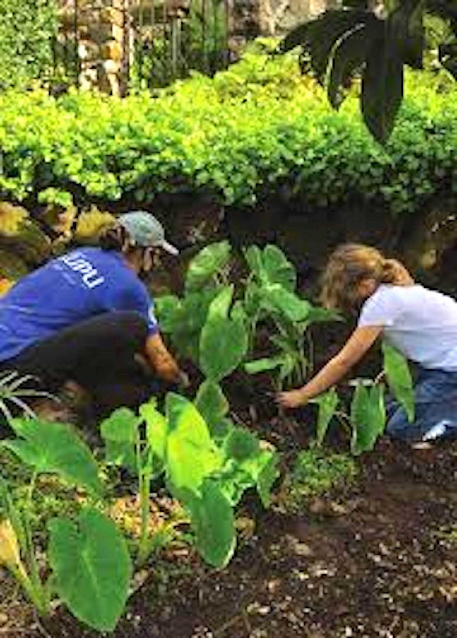 Hawaii heritage center honors pioneer Filipino sakada and family | Inquirer