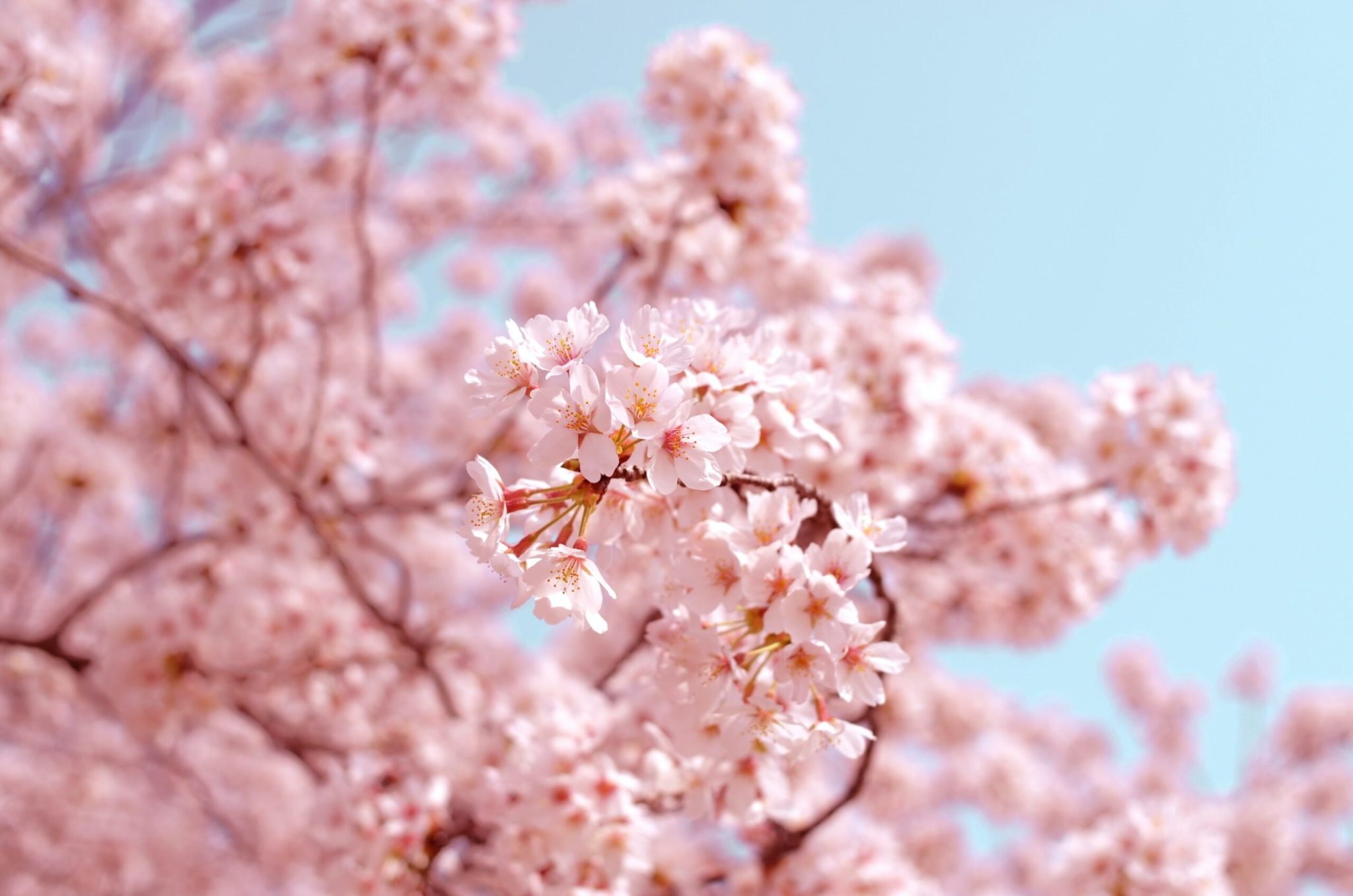 Top 15 Most Beautiful Flowers in the World | Lifestyle