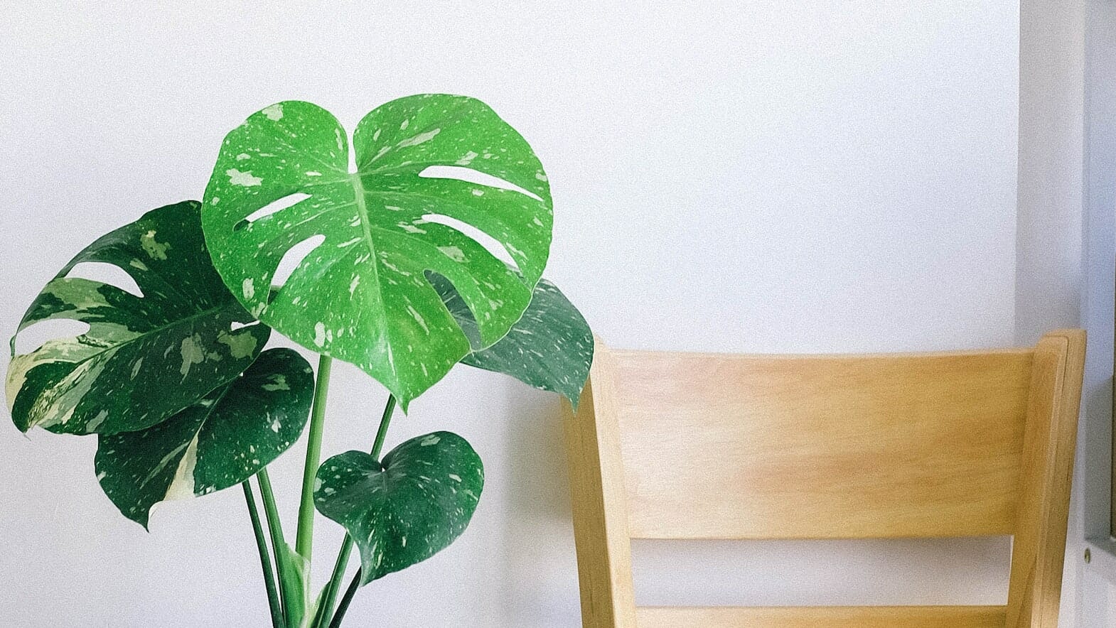 How to Care for a Monstera Plant | Inquirer