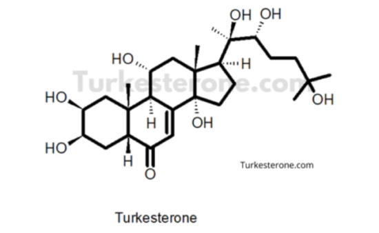 How Turkesterone Is Bringing Transparency to The Supplement Space
