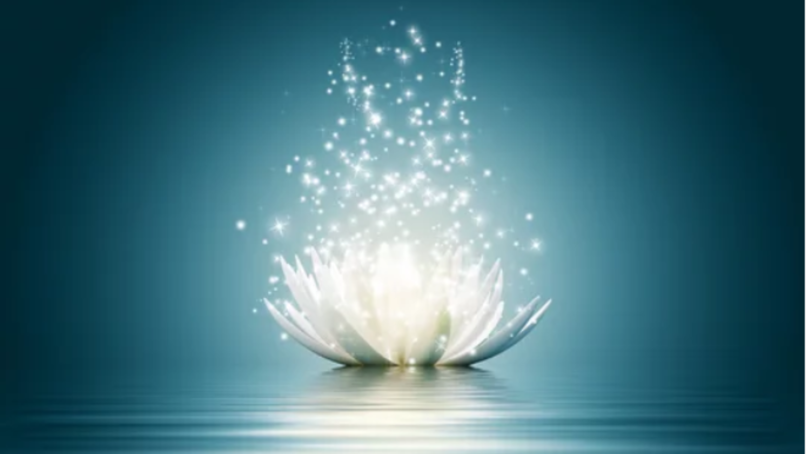 Lotus Flower Meaning: Everything You Need to Know I Latest Stories