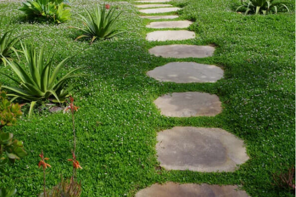 Best Ground Cover Plants for Your Yard | Inquirer