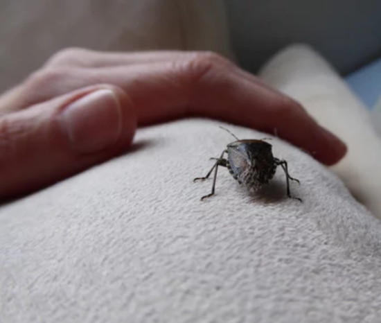 How to Get Rid of Stink Bugs | Inquirer