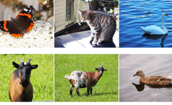 How to Find Your Spirit Animal I Lifestyle