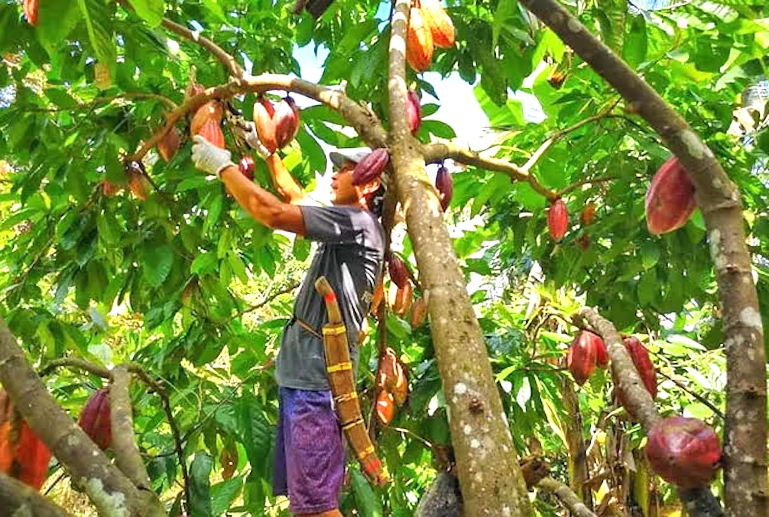 Chicago Fil-Am chocolatiers uplift Samar cacao farmers | Inquirer