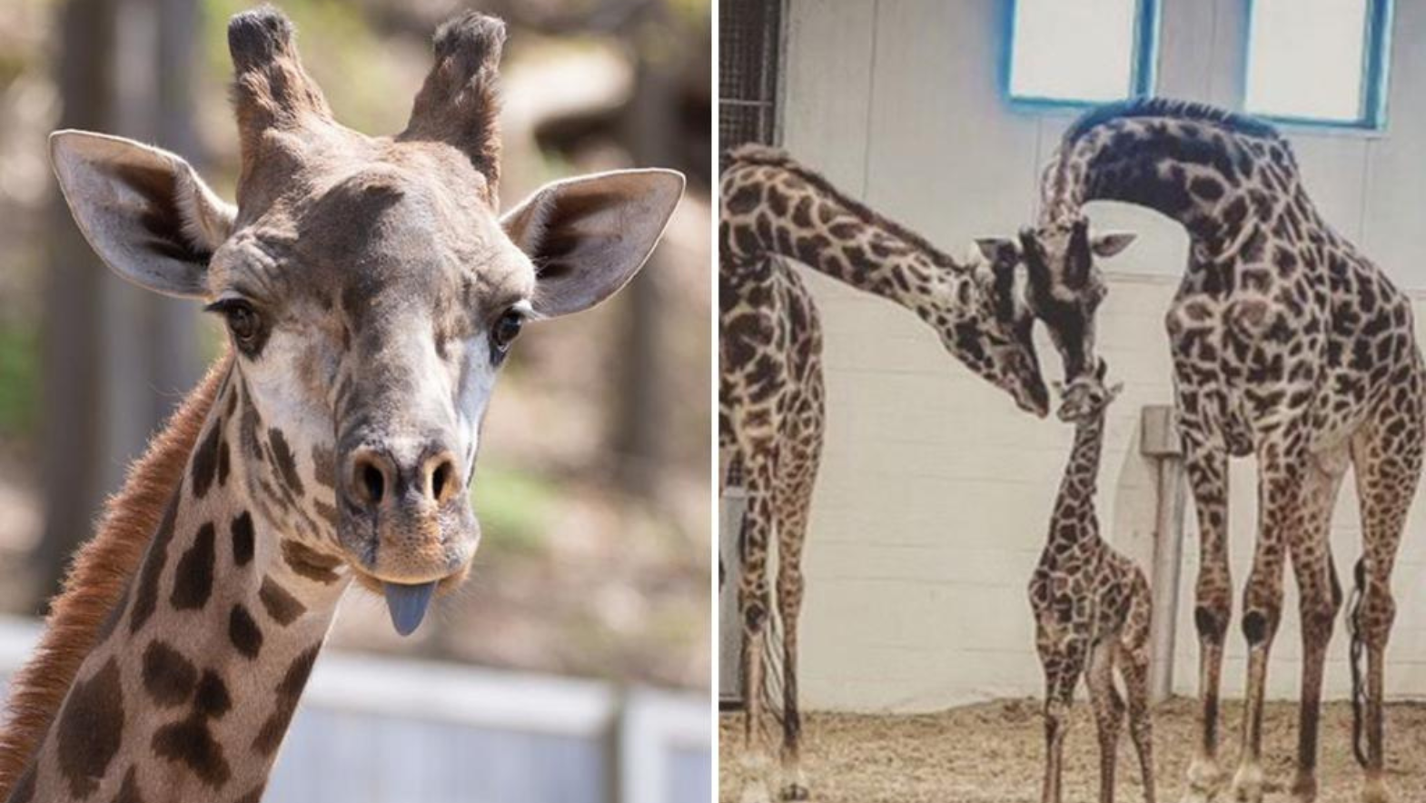 Giraffe Fractures Neck on Gate and Passes Away at New York Zoo | Inquirer