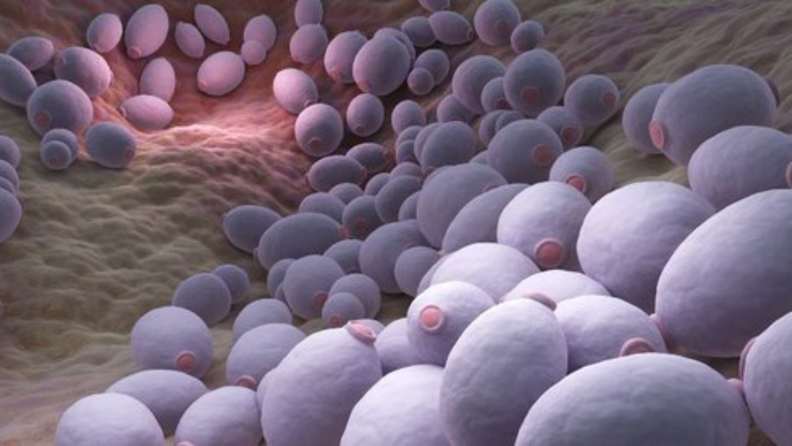 Half of US States Contaminated with New Deadly Superfungus
