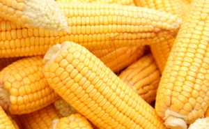 Everything You Need to Know About Corn-Based Plastic PLA