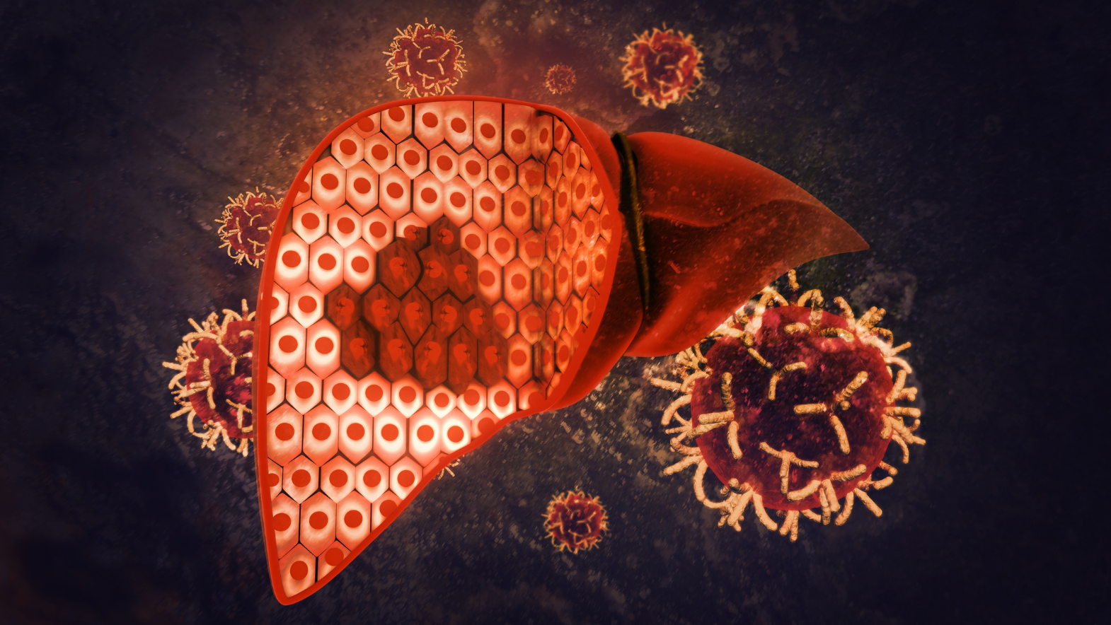 Probiotic Could Help Prevent Alcohol-Induced Organ Damage