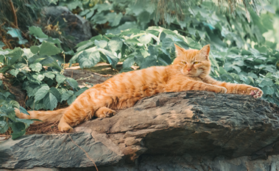 Orange Tabby Cats: The Most Popular of the Orange Cat Breeds
