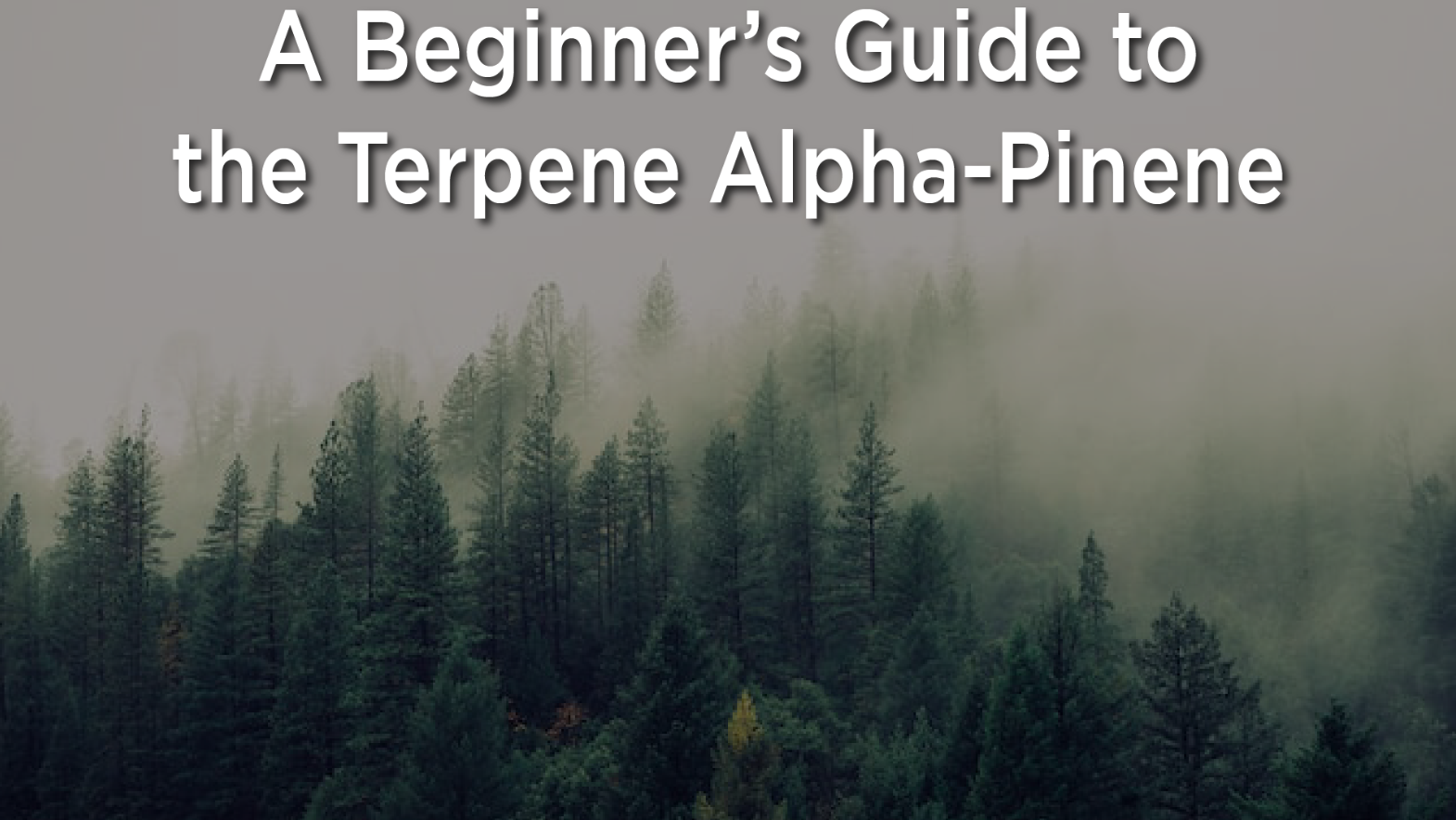A Beginner’s Guide to the Terpene Alpha-Pinene I Blogs