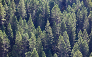 A Beginner’s Guide to the Terpene Alpha-Pinene I Blogs