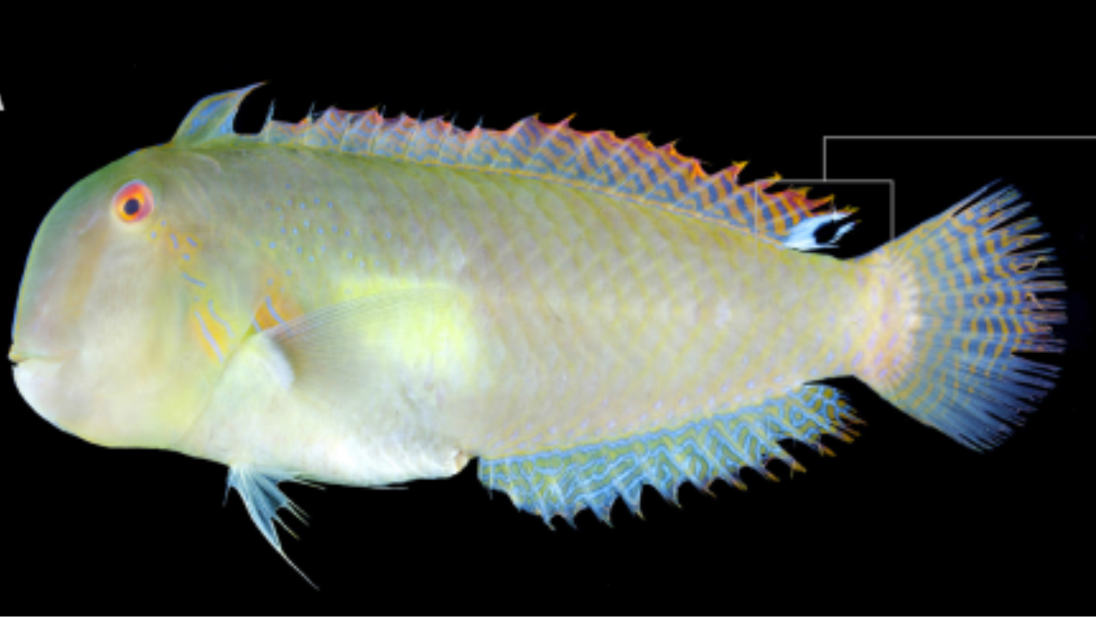 LOOK: Newly discovered fish species was first spotted in a Bohol public ...