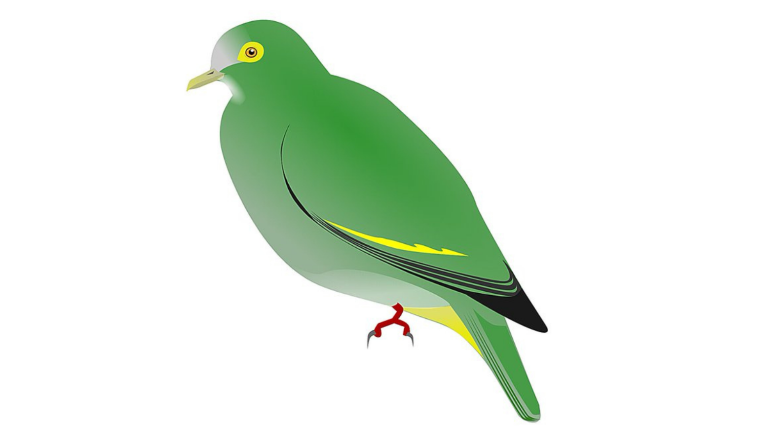 Uncovering the secrets of the enigmatic Filipino bird fruit dove