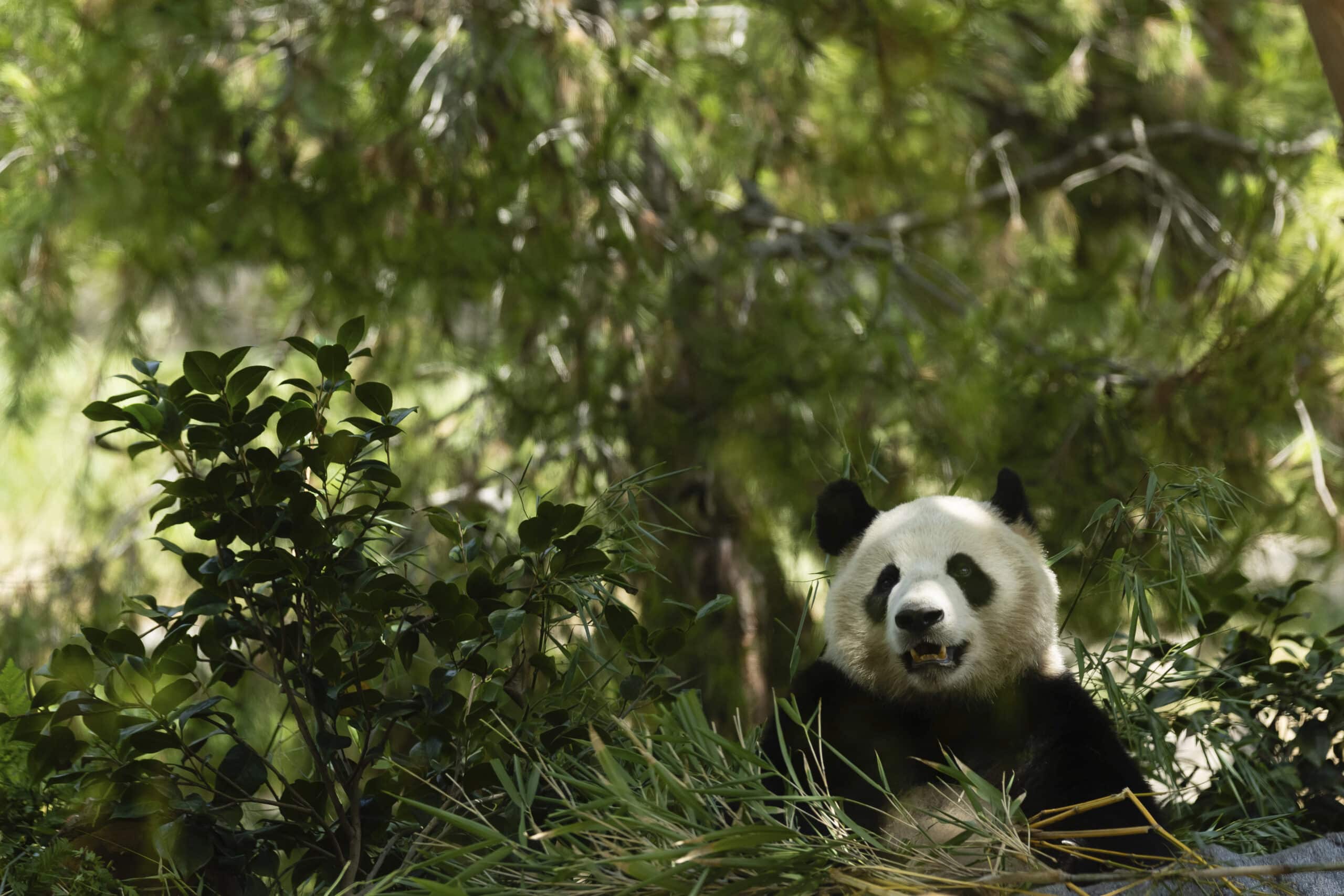 Pandas draw high-profile guests, including California governor