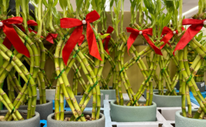 8 lucky plants to bring prosperity for Chinese New Year | Inquirer