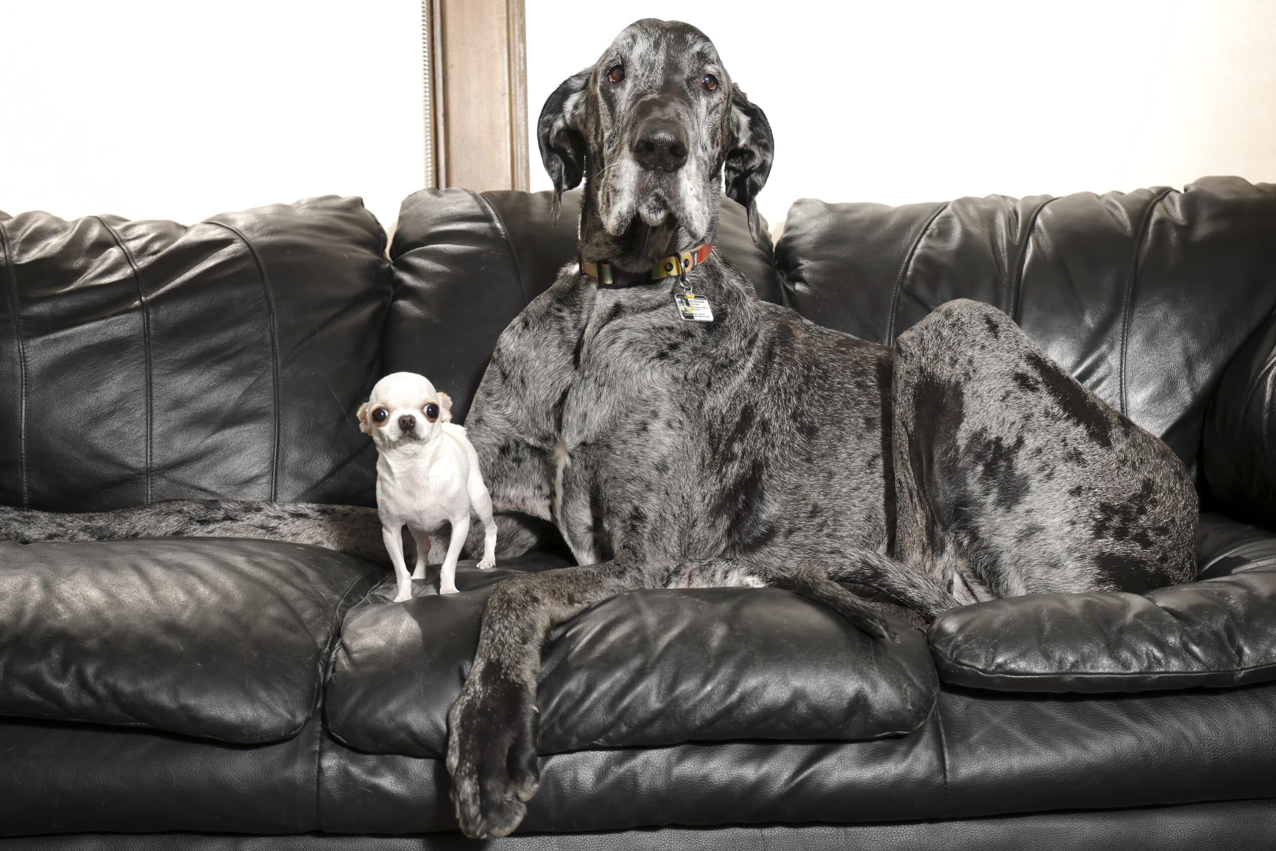 World's tallest and smallest dogs meet up for a playdate