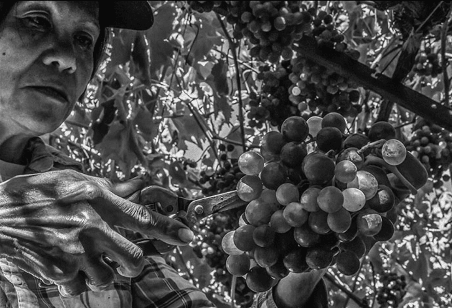 Fil-Am labor icon Larry Itliong and the Great Delano Grape Strike